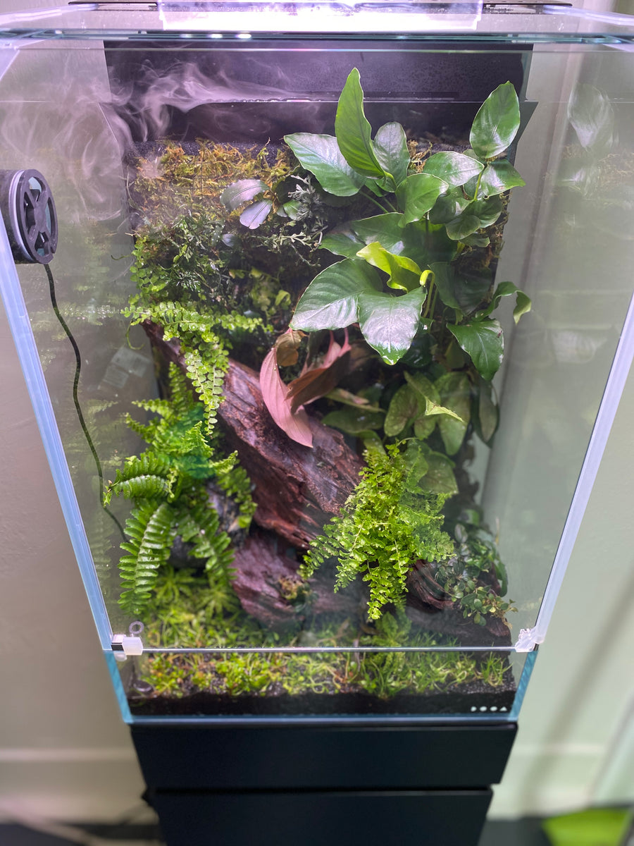 Setting Up The New ADA DOOA Paluda 30 System Paludarium Aquascape – Hakkai