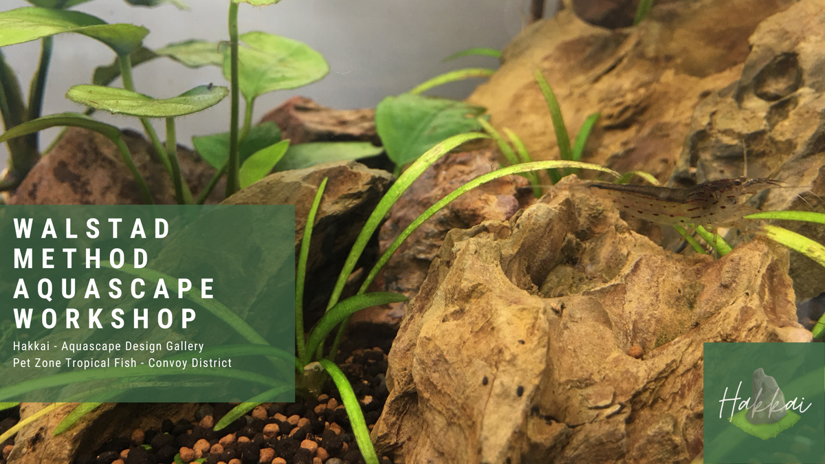 🌿🐠 Discover the Magic of Natural Aquascapes with the Walstad Method Wo ...