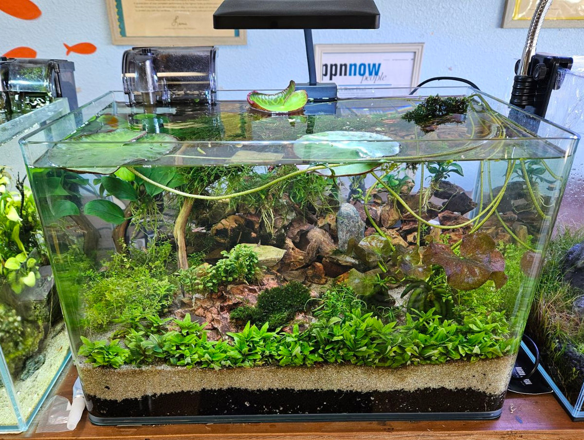 Aquascape Workshop for Plant Enthusiasts & Home Decor Fans - Hakkai