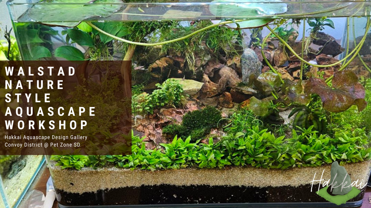 Aquascape Workshop for Plant Enthusiasts & Home Decor Fans - Hakkai